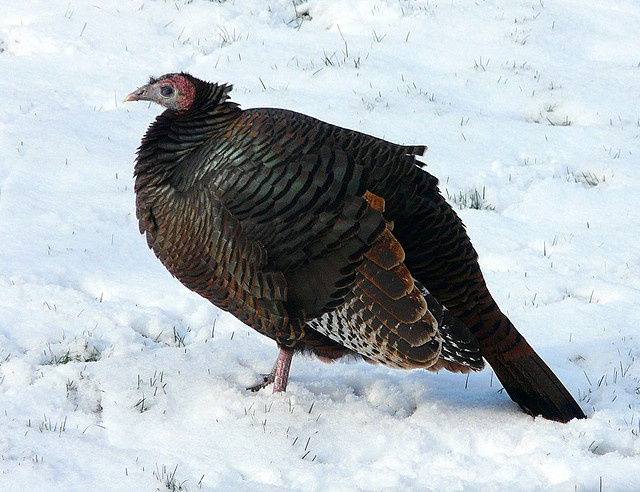 How to (Successfully) Transition your Diet | Nerd Fitness